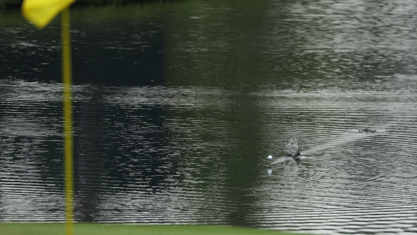 The Average Income Of A Golf Ball Diver Will Make You Pause