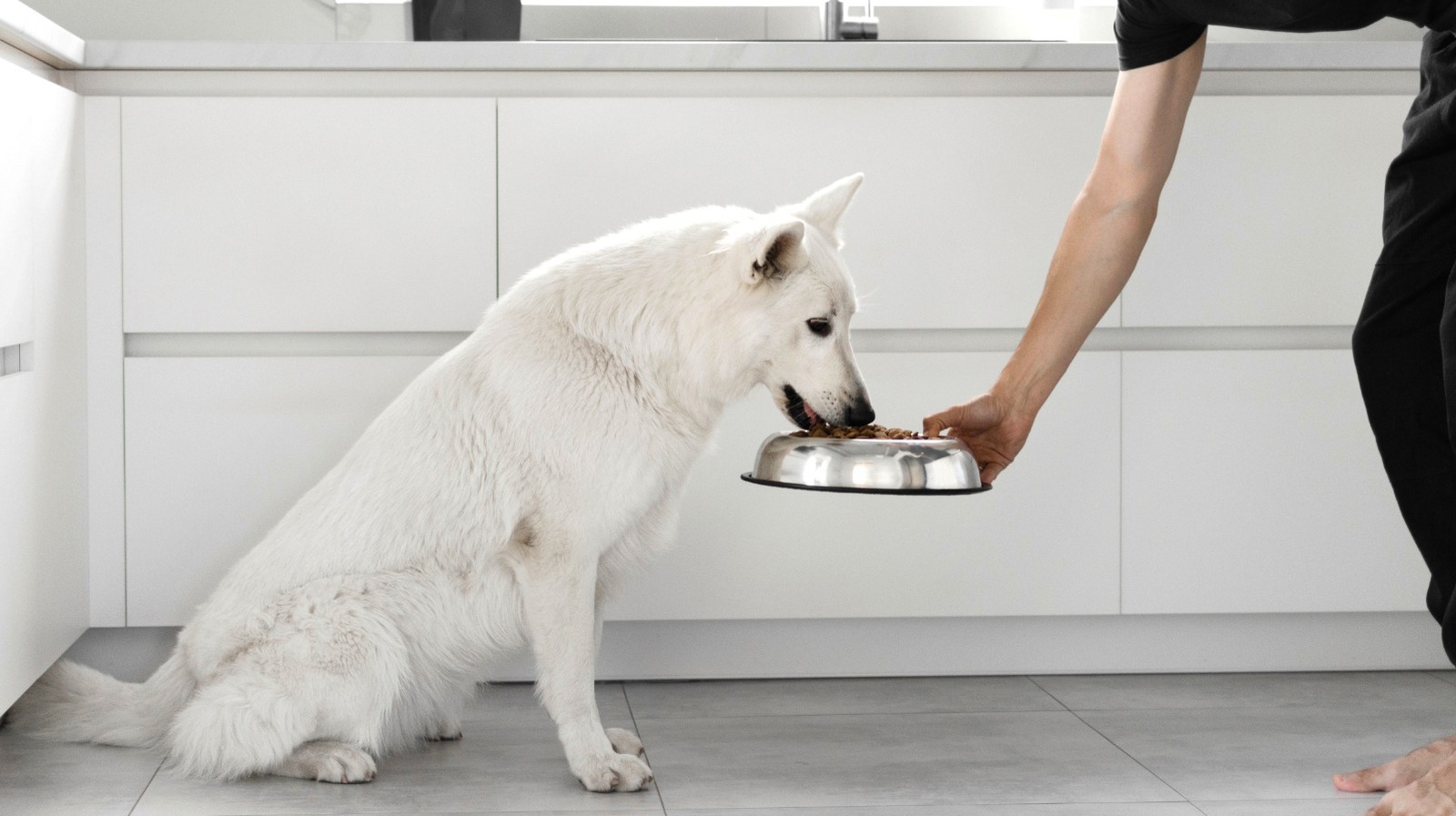 The Average Income Of A Pet Food Taster Might Surprise You